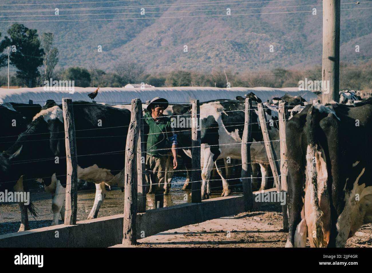Farmworker leads cows to the barn to be milked. This dairy is located ...