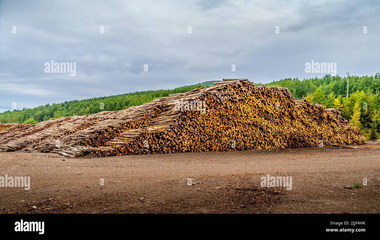 Large piles of logs at a Sawmill in British Columbia, Canada Stock ...