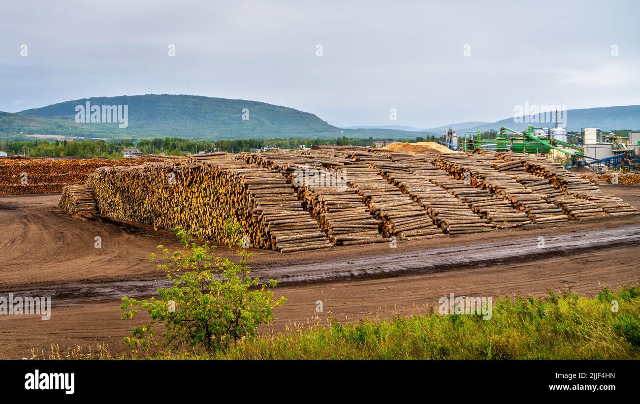 Large piles of logs at a Sawmill in British Columbia, Canada Stock ...