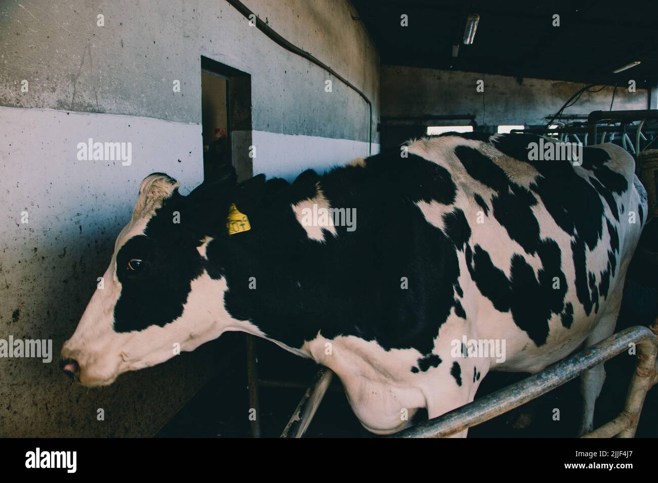 Cow stands at the barn. This dairy is located in the outskirts of Salta ...