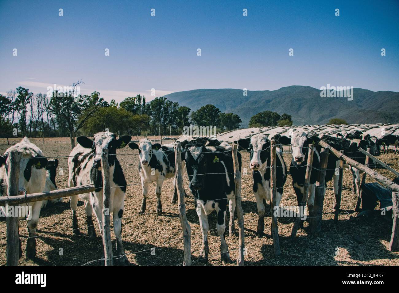 Salta, Argentina. 13th July, 2022. Cows seen at the meadow. This dairy ...