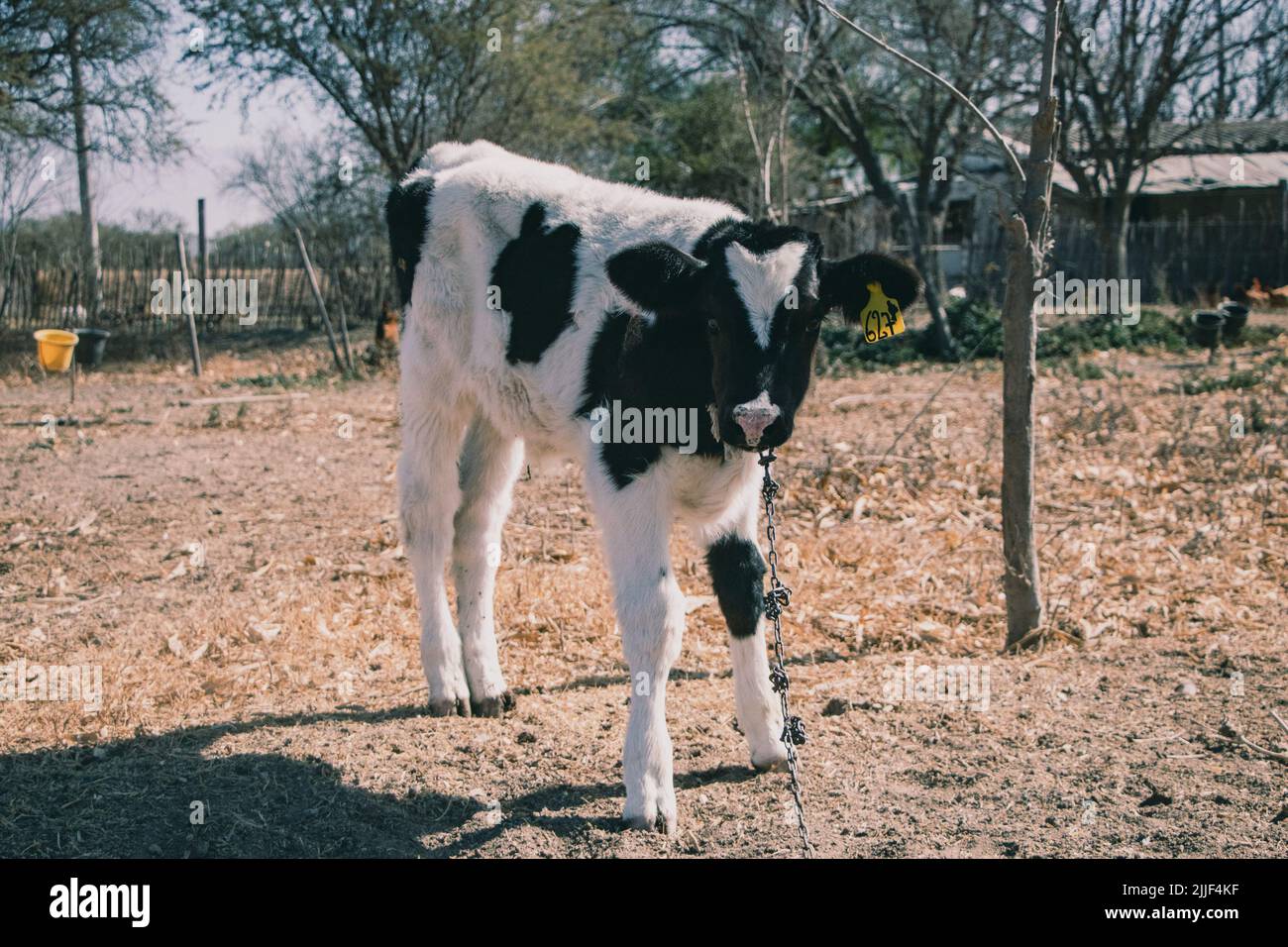 Young calf stands at the meadow. This dairy is located in the outskirts ...