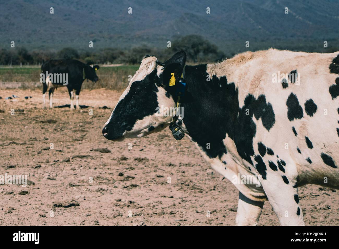 Salta, Argentina. 13th July, 2022. Cows seen at the meadow. This dairy ...