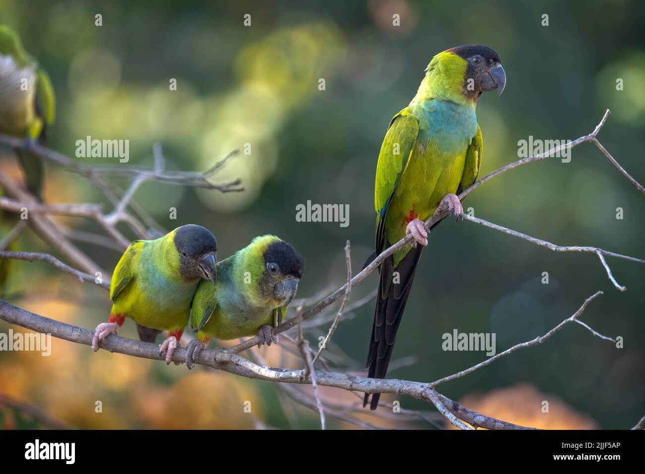 Two Nanday parakeets, also known as the Black-hooded parakeet, perched ...