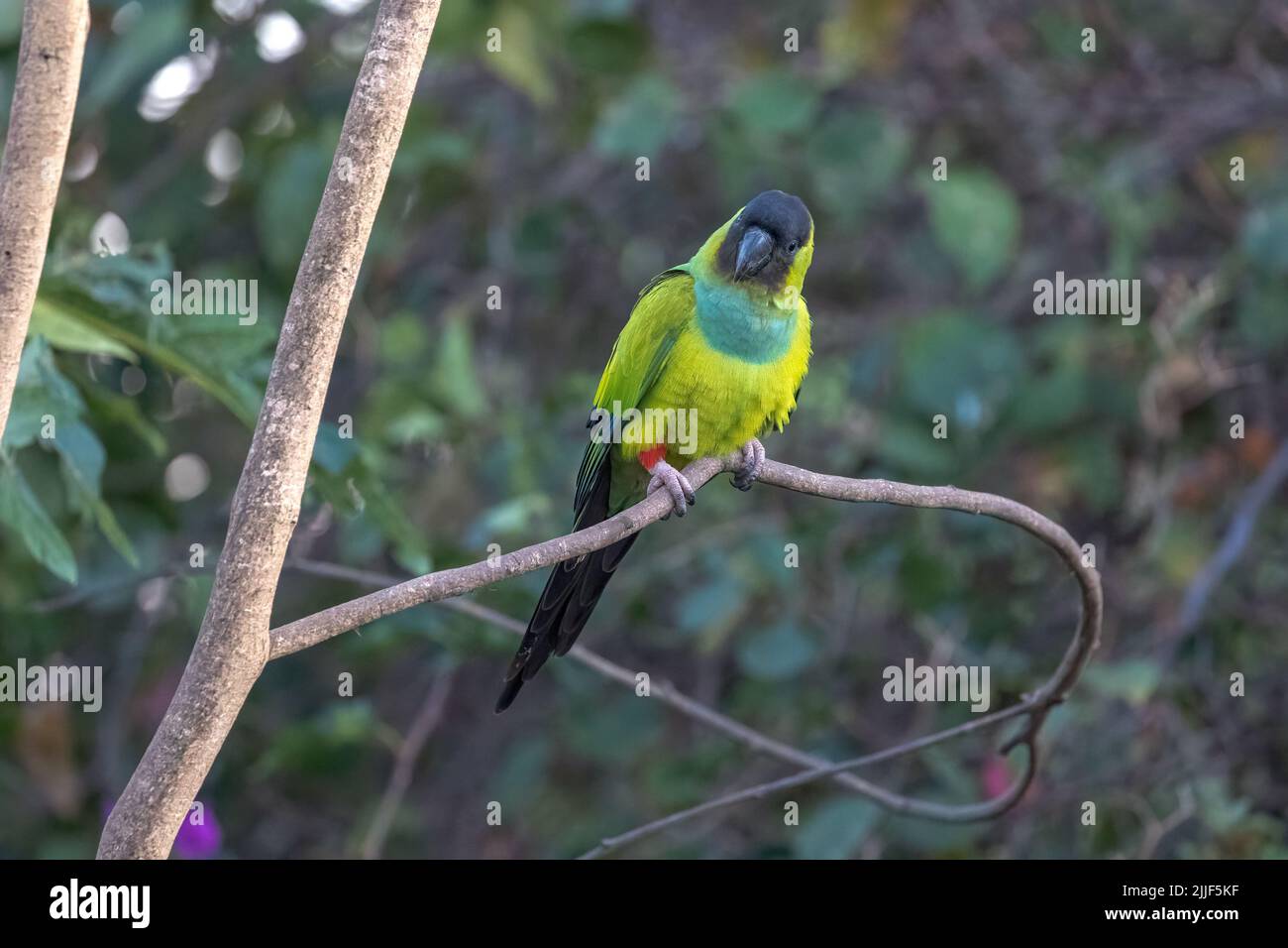 A Nanday parakeet, also known as the Black-hooded parakeet, perched in ...