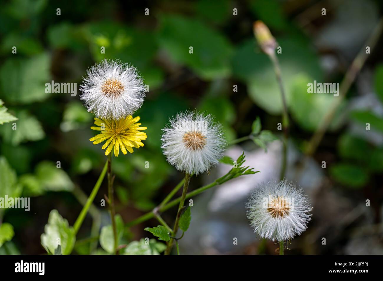 Taraxacum officinale growing in meadow, close up Stock Photo - Alamy