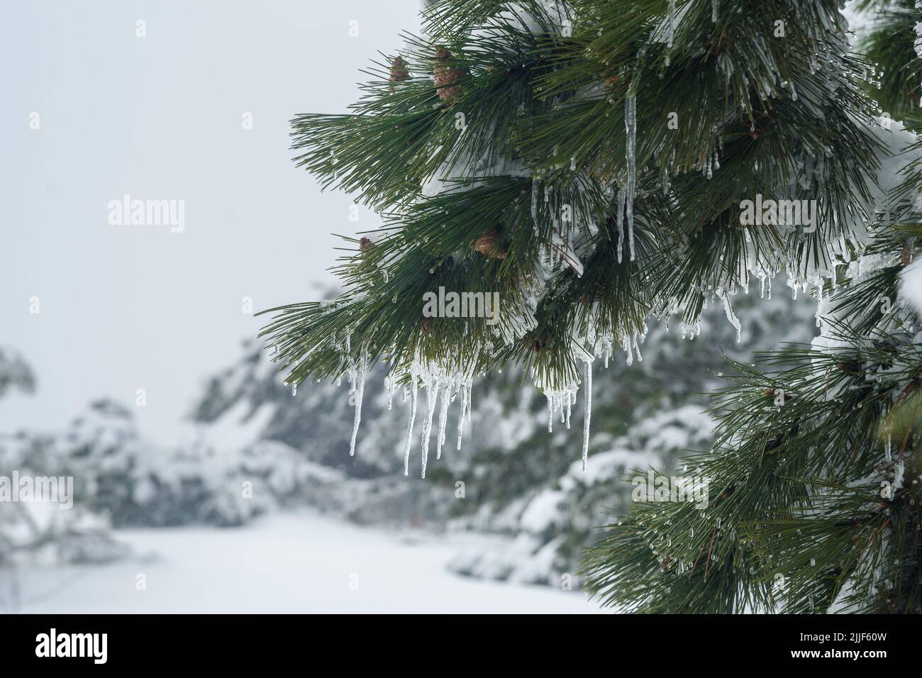 Snow-covered branches of pine trees with cones and icicles on mountain ...
