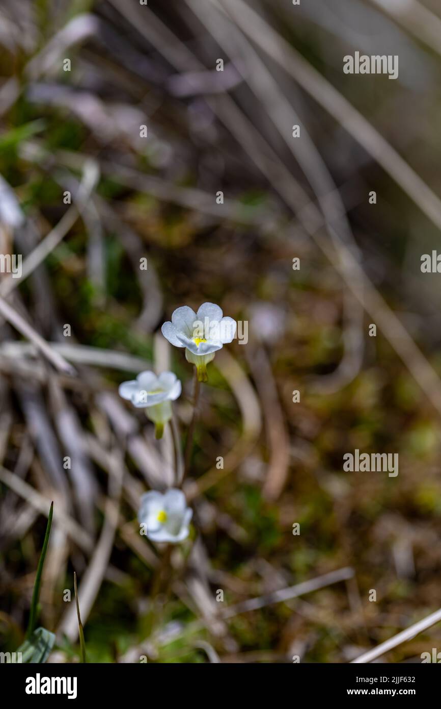 Pinguicula alpina flowers hi-res stock photography and images - Alamy