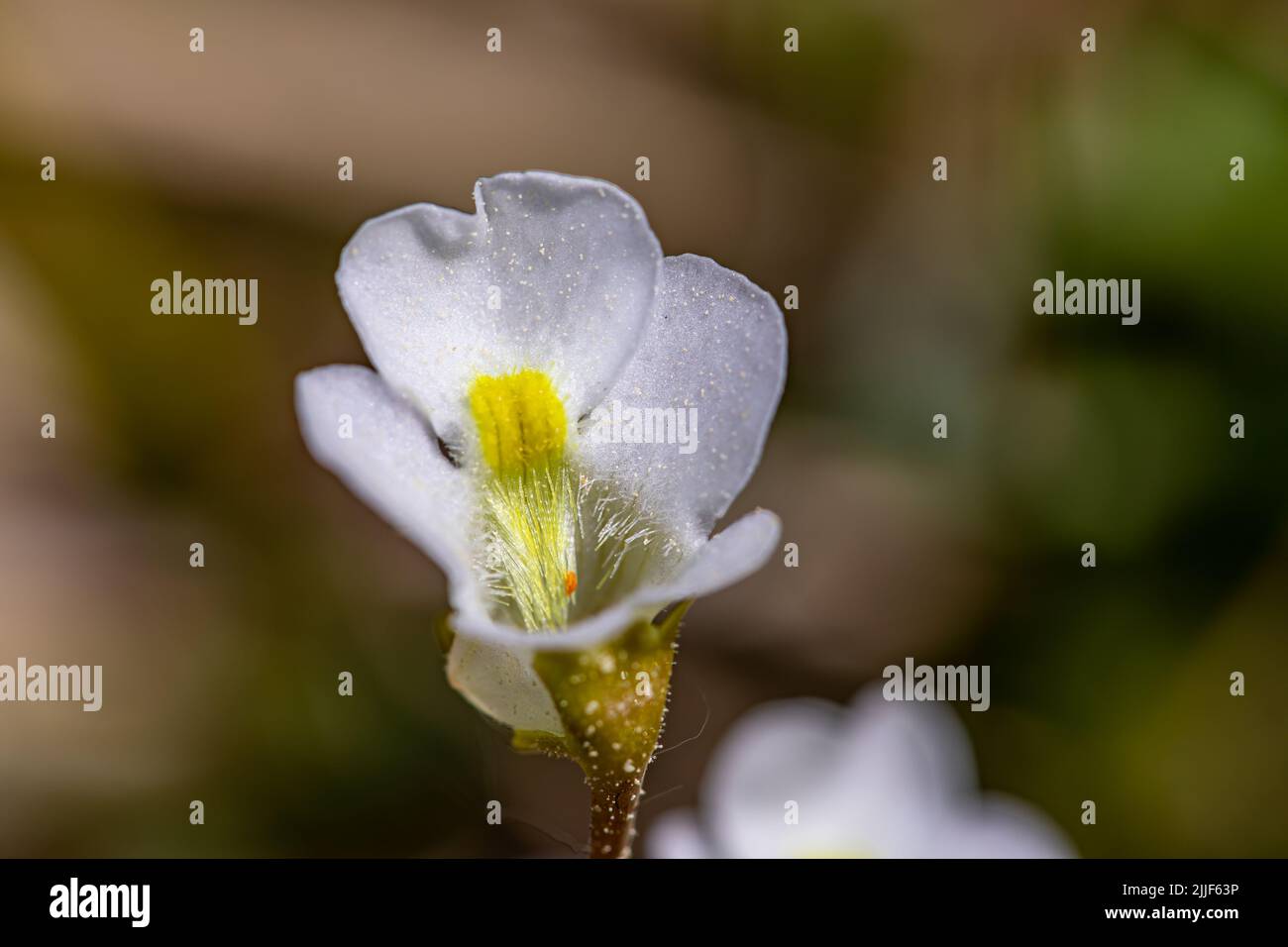 Pinguicula alpina flowers hi-res stock photography and images - Alamy