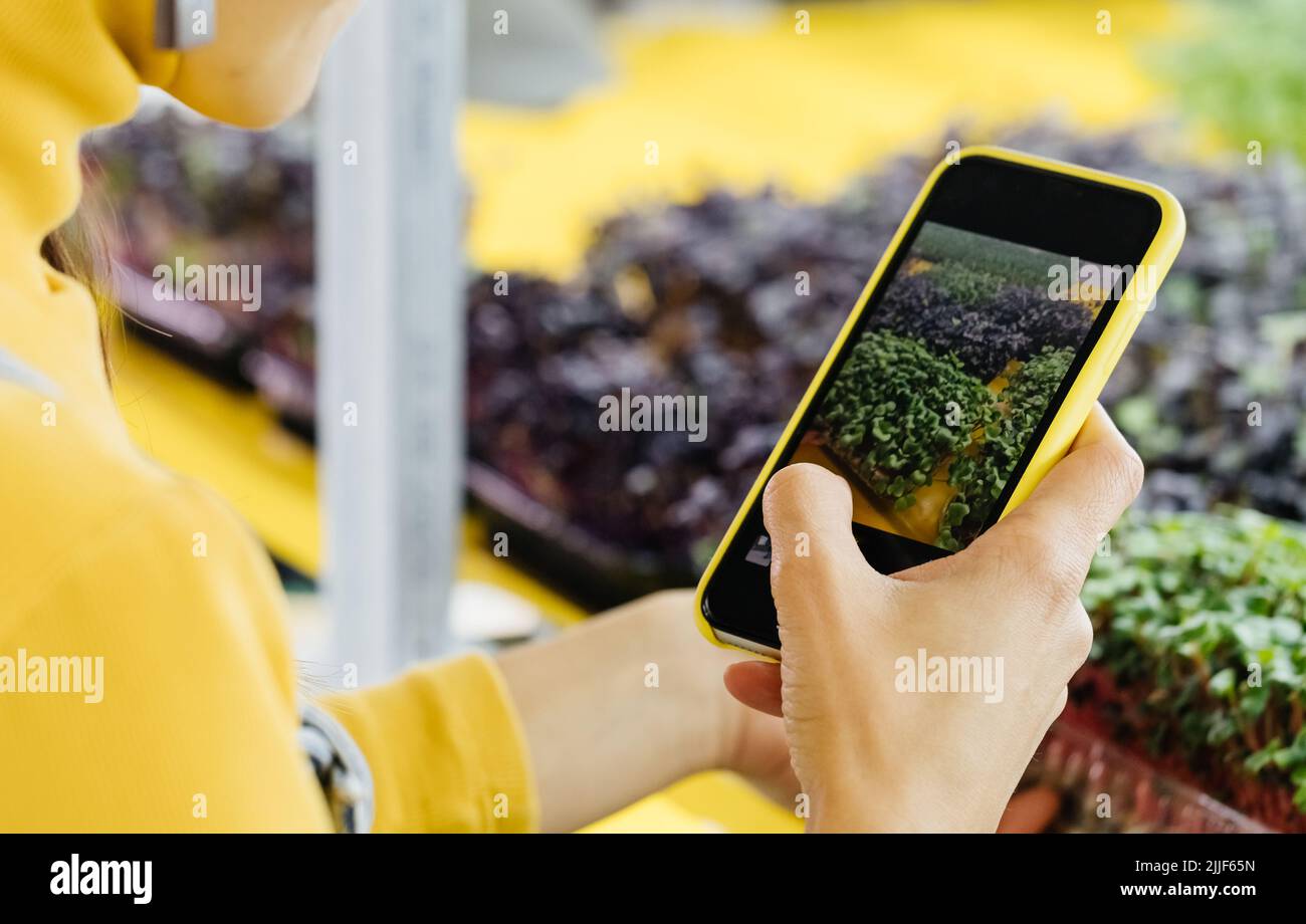 Woman growing radicchio hi-res stock photography and images - Alamy