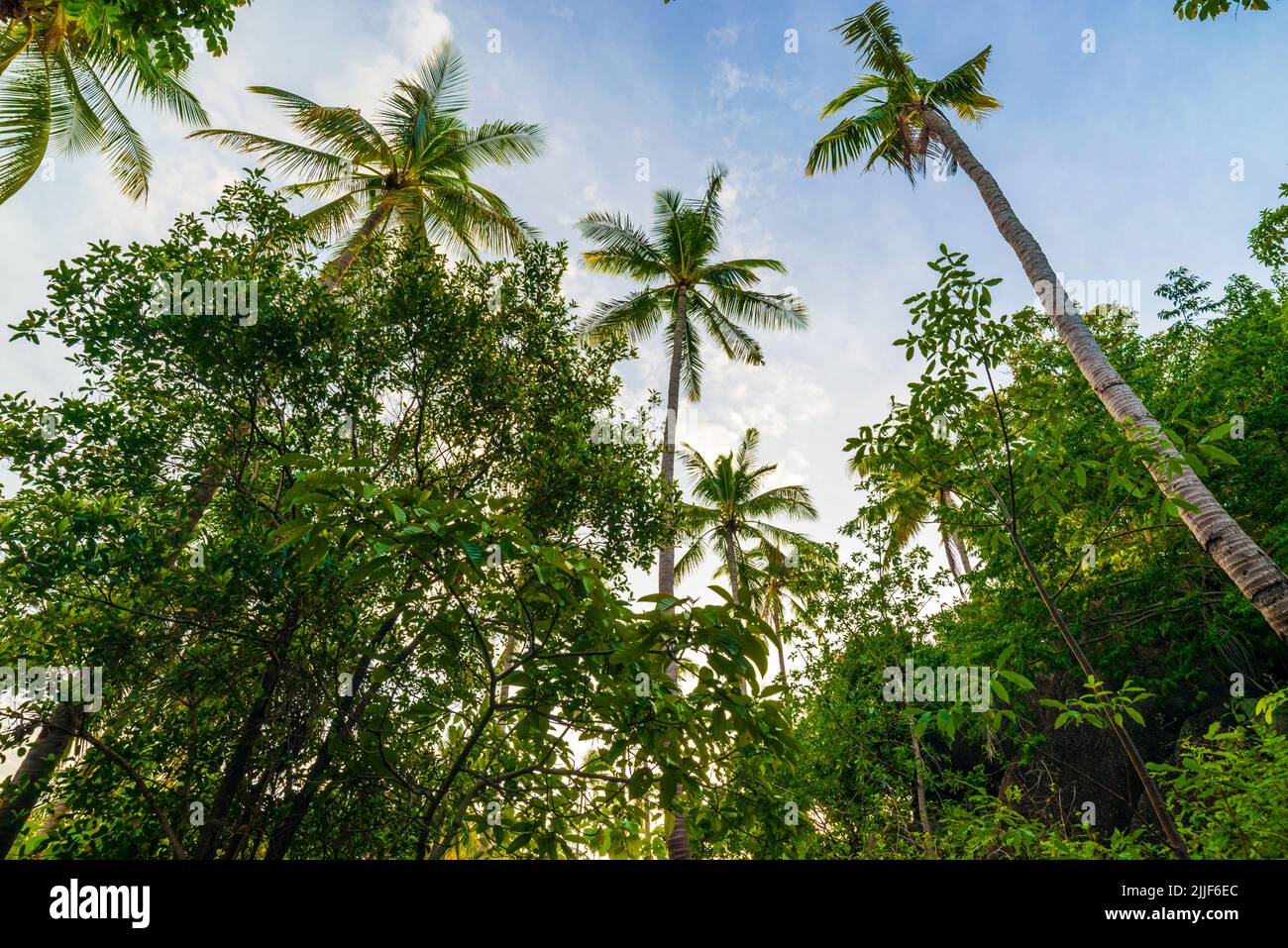 Coconut palm tree uprisen view in island nature landscape Stock Photo ...