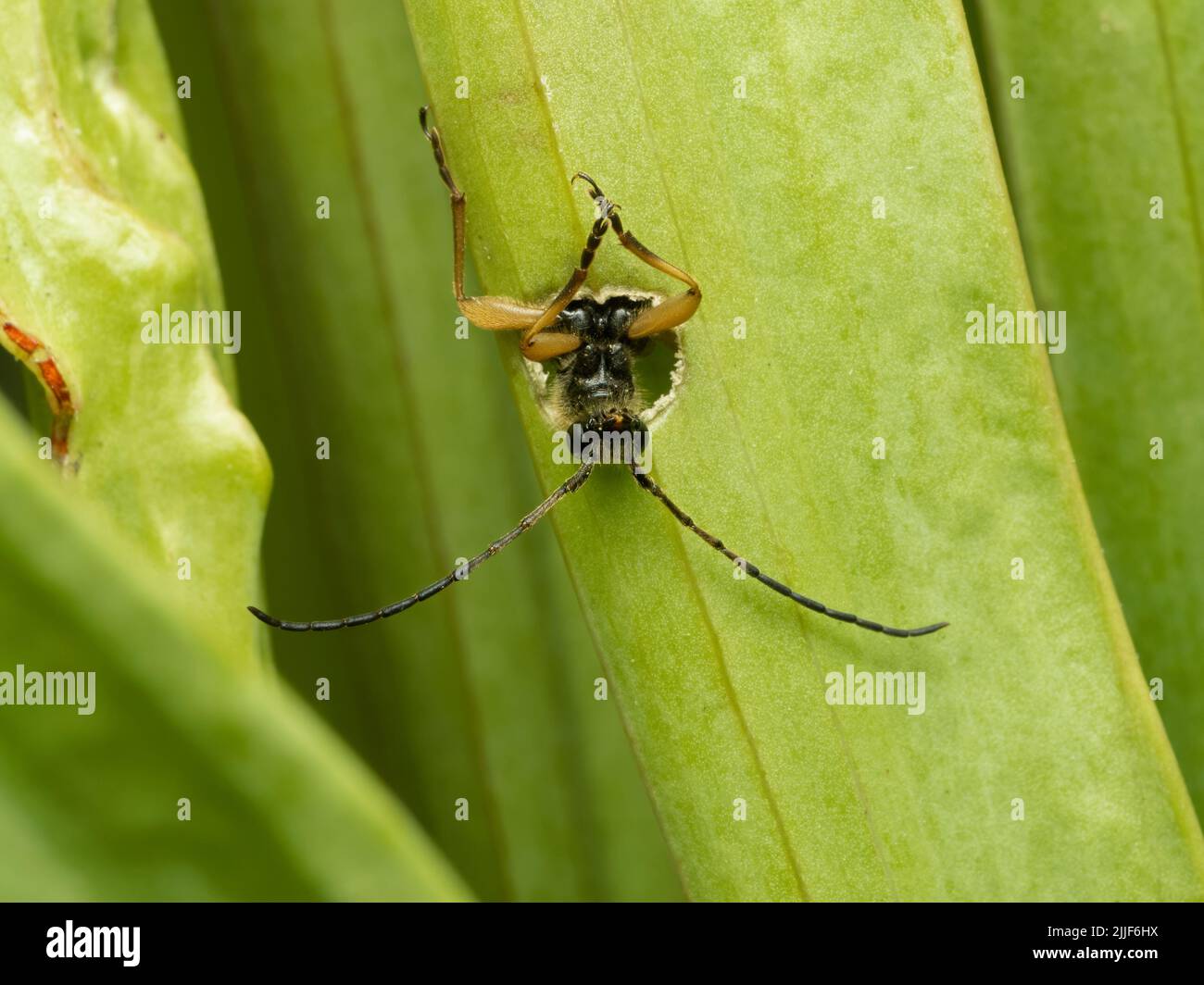 longhorn flower beetle, Xestoleptura crassipes, chewing itself out of a ...