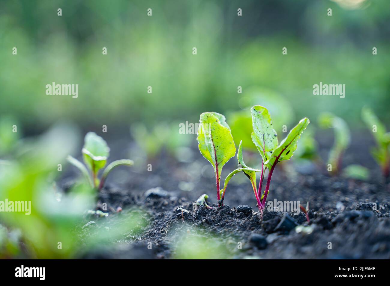 Leaves of a young growing beet close-up on a garden bed Stock Photo - Alamy