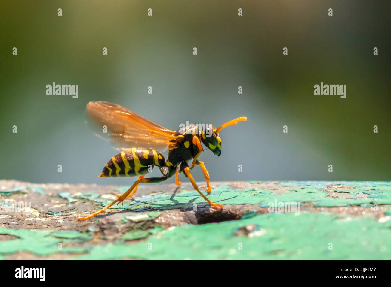 Wasp close-up. Yellow pattern on the black body of the wasp. Blurred ...
