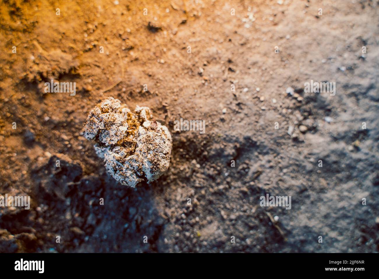 Chicken poop close -up on the floor. Bird litter on chicken farm Stock ...