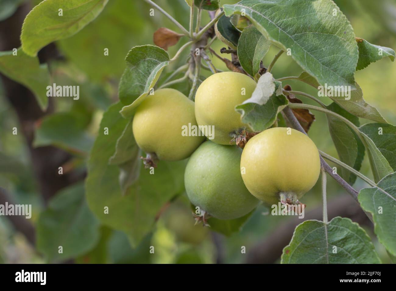 A bunch of apples in the tree. Benefits of apples Stock Photo - Alamy