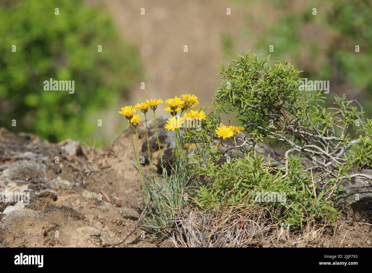 Desert yellow fleabane hi-res stock photography and images - Alamy