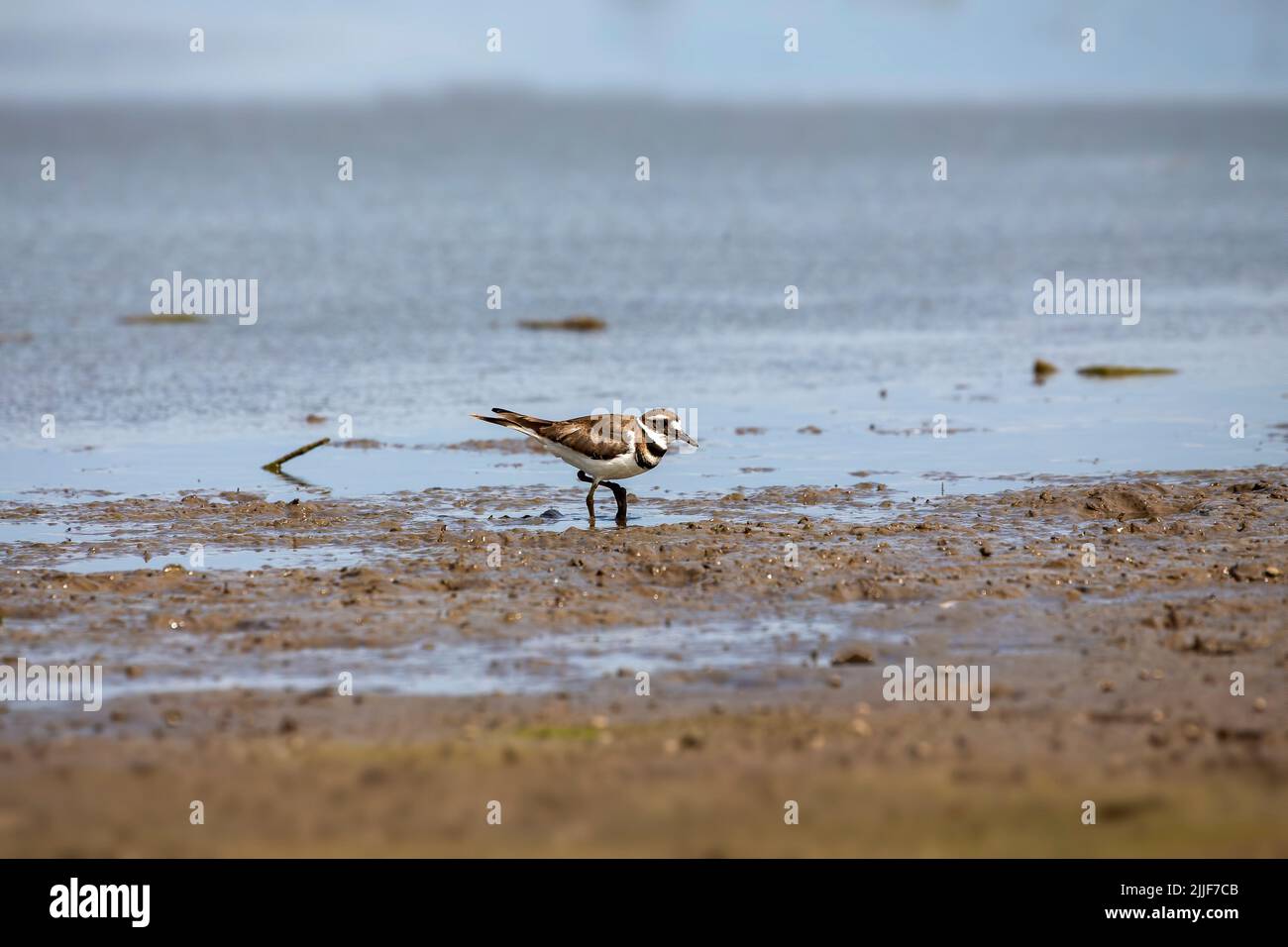 The killdeer (Charadrius vociferus) , Americas large plover in shalow ...