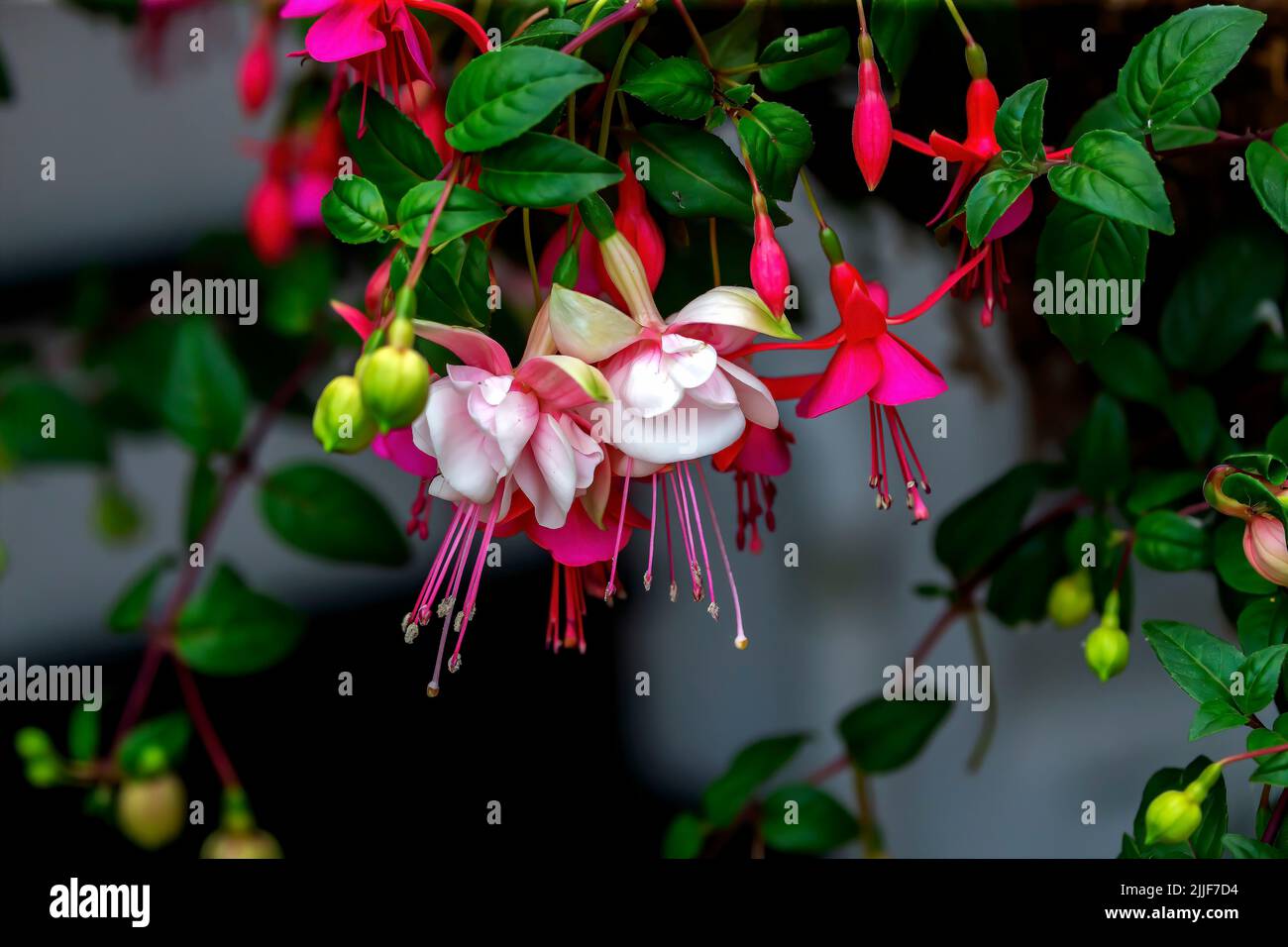 Fuchsia 'Paloma' (Fuchsia 'Paloma') flowering plants that consists ...