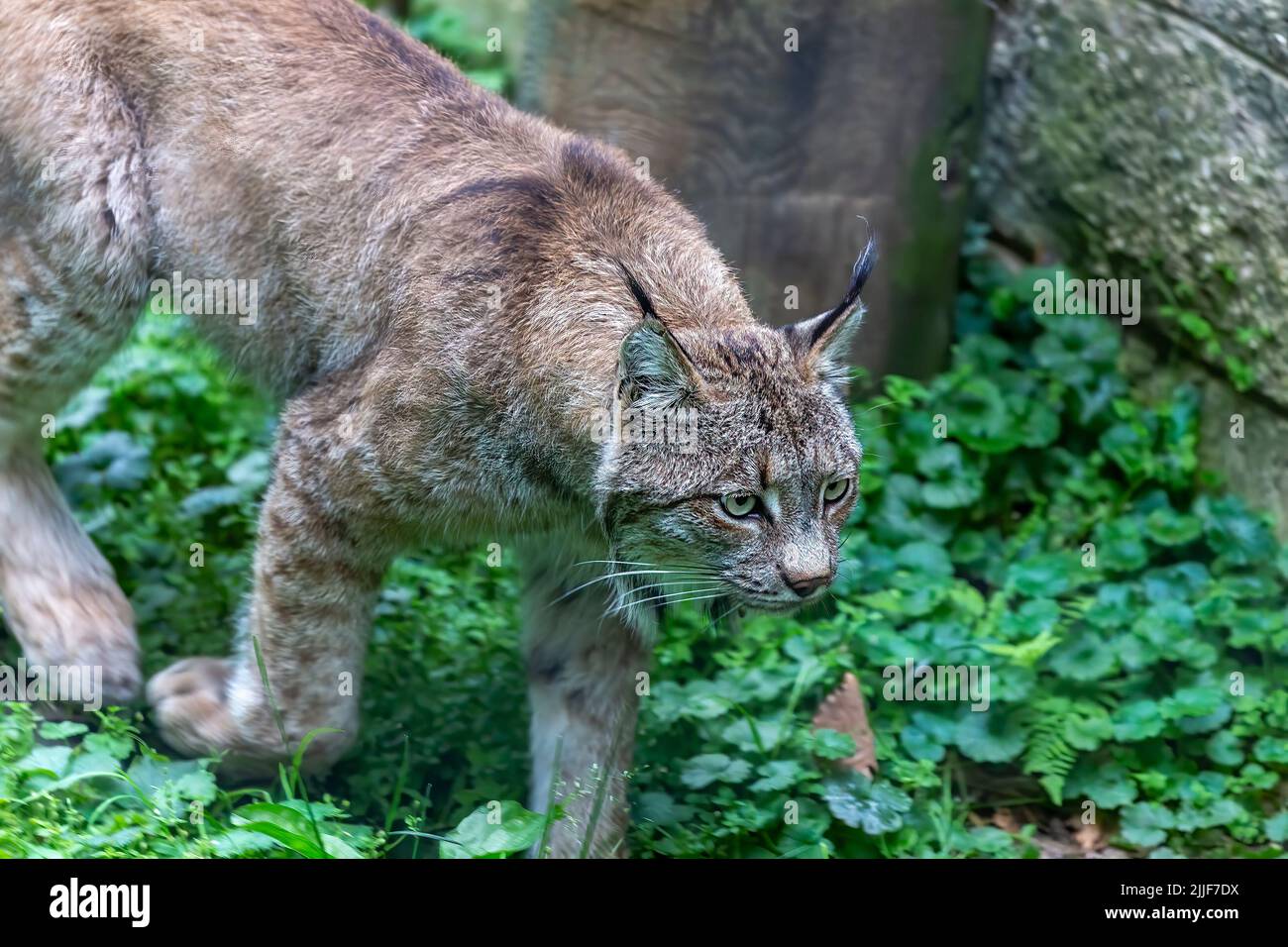 The Canada lynx (Lynx canadensis) is a species native to North America ...