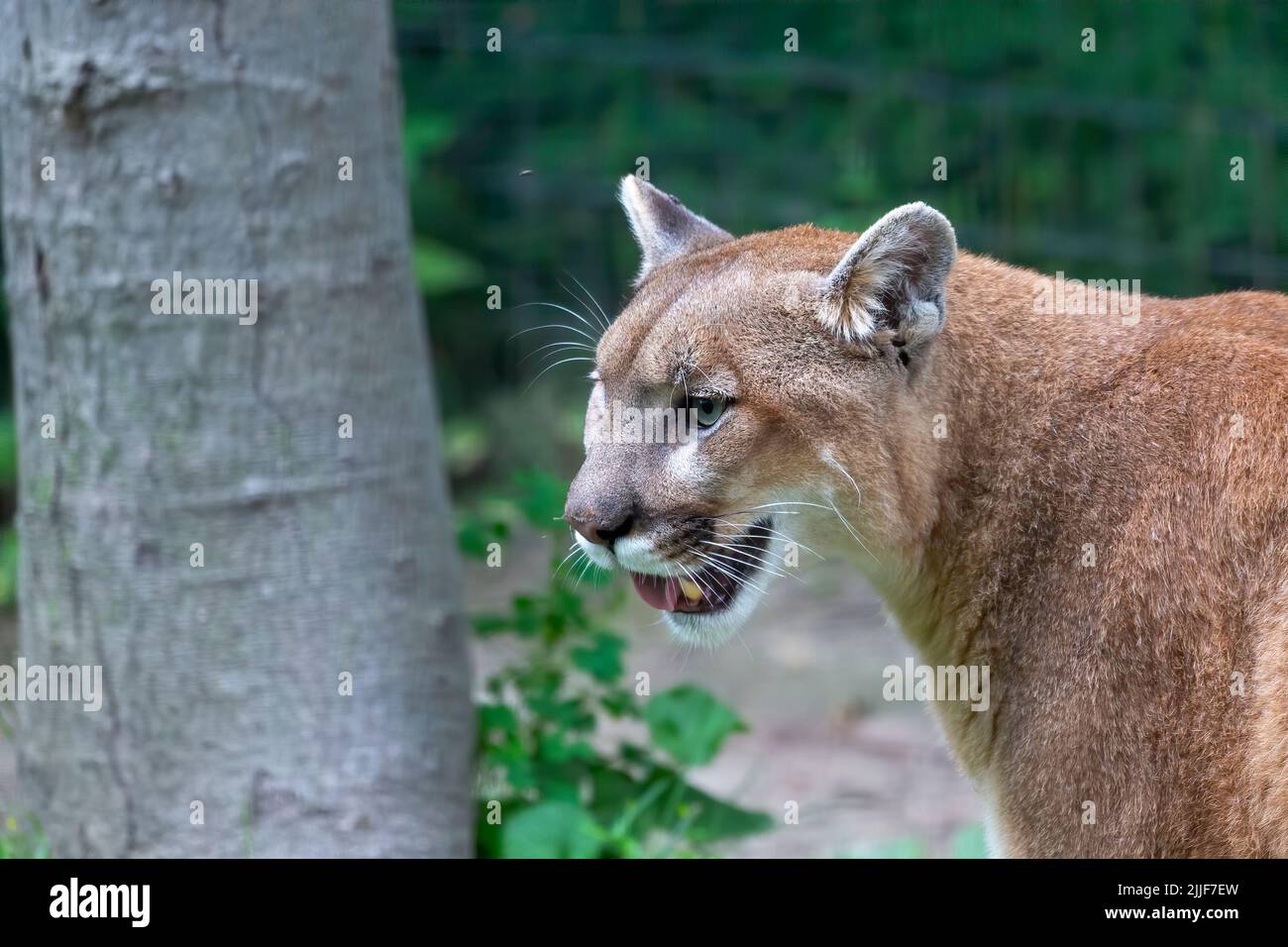 The cougar (Puma concolor),native American animal known as catamount ...