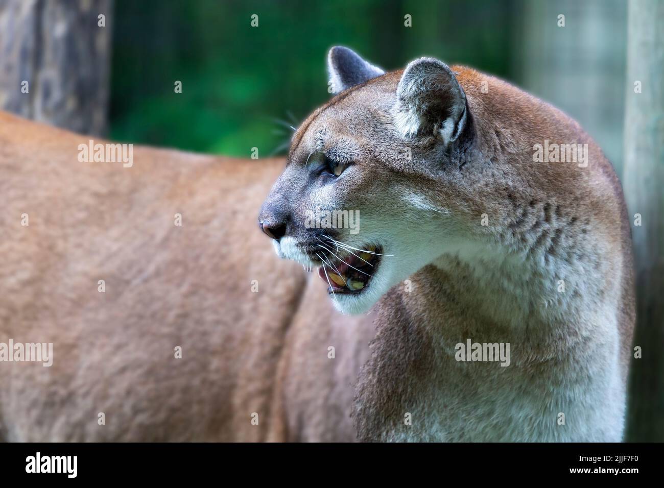 The cougar (Puma concolor),native American animal known as catamount ...