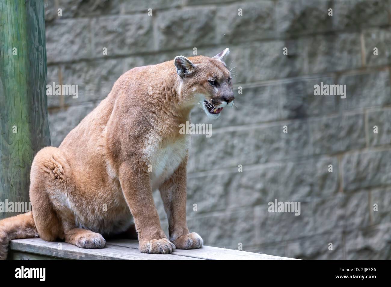 The cougar (Puma concolor),native American animal known as catamount ...