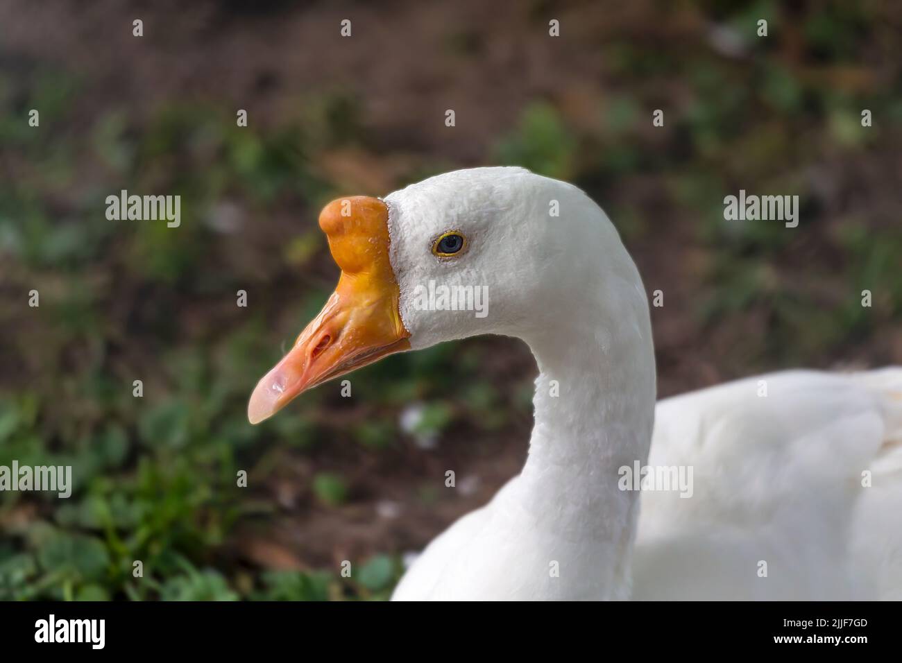 Domesticated chinese geese hi-res stock photography and images - Alamy