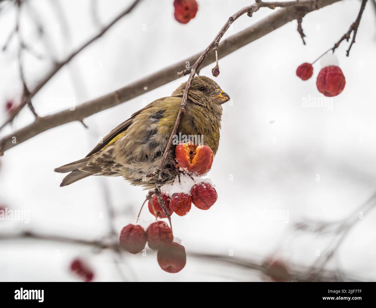 Red Crossbill female sitting on the tree branch and eats wild apple ...