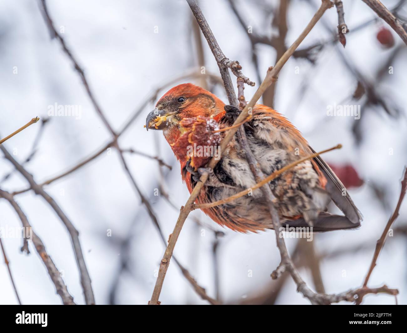 Red Crossbill male sitting on the tree branch and eats wild apple ...