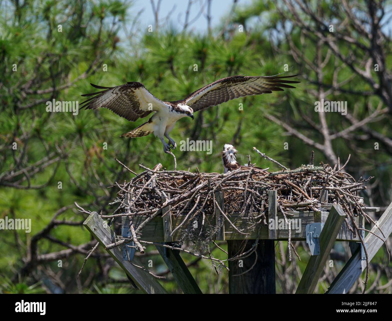 An osprey (Pandion haliaetus) also called sea hawk flying to its nest ...