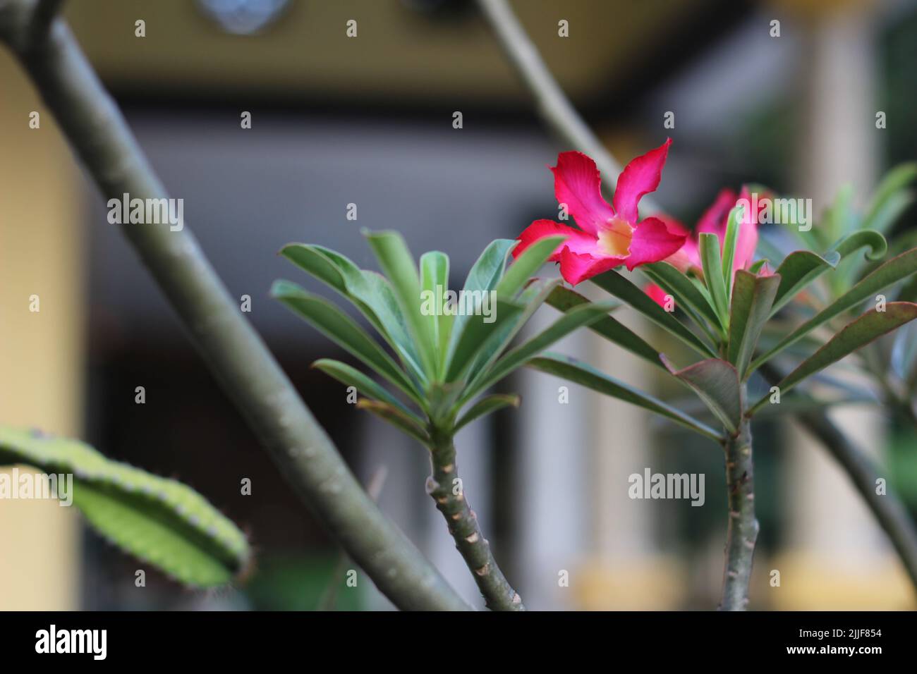 Frangipani plumeria rubra hawaii hi-res stock photography and images ...