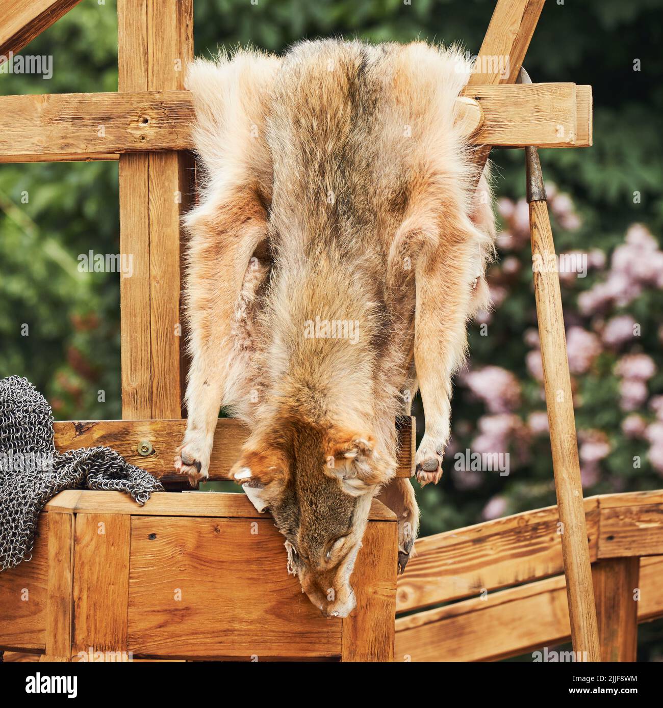 The wolf skin is hanging on the fence. Reconstruction of the events of ...