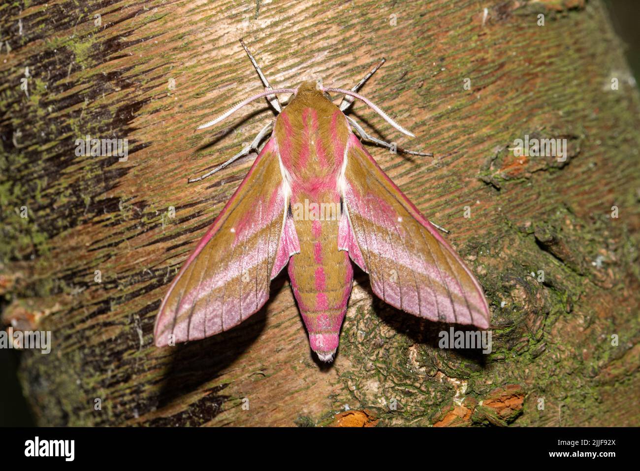 Elephant hawk-moth (Deilephila elpenor), a large colourful moth ...