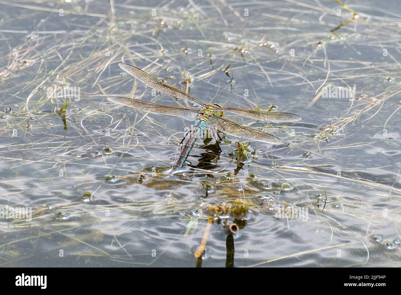 Lesser emperor dragonfly (Anax parthenope), female laying eggs in a ...