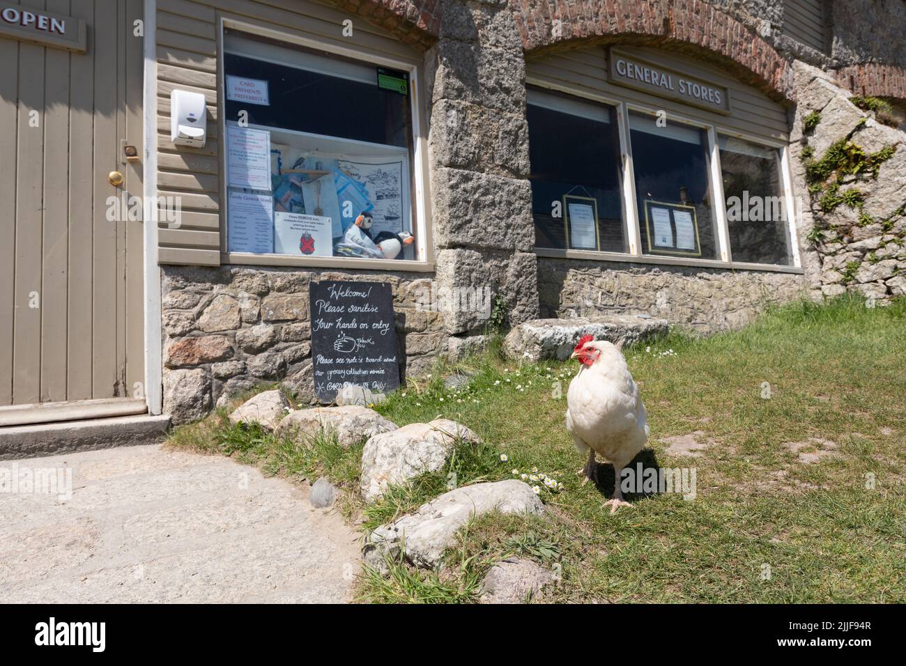Chicken visiting the front of the shop in Lundy village Stock Photo - Alamy