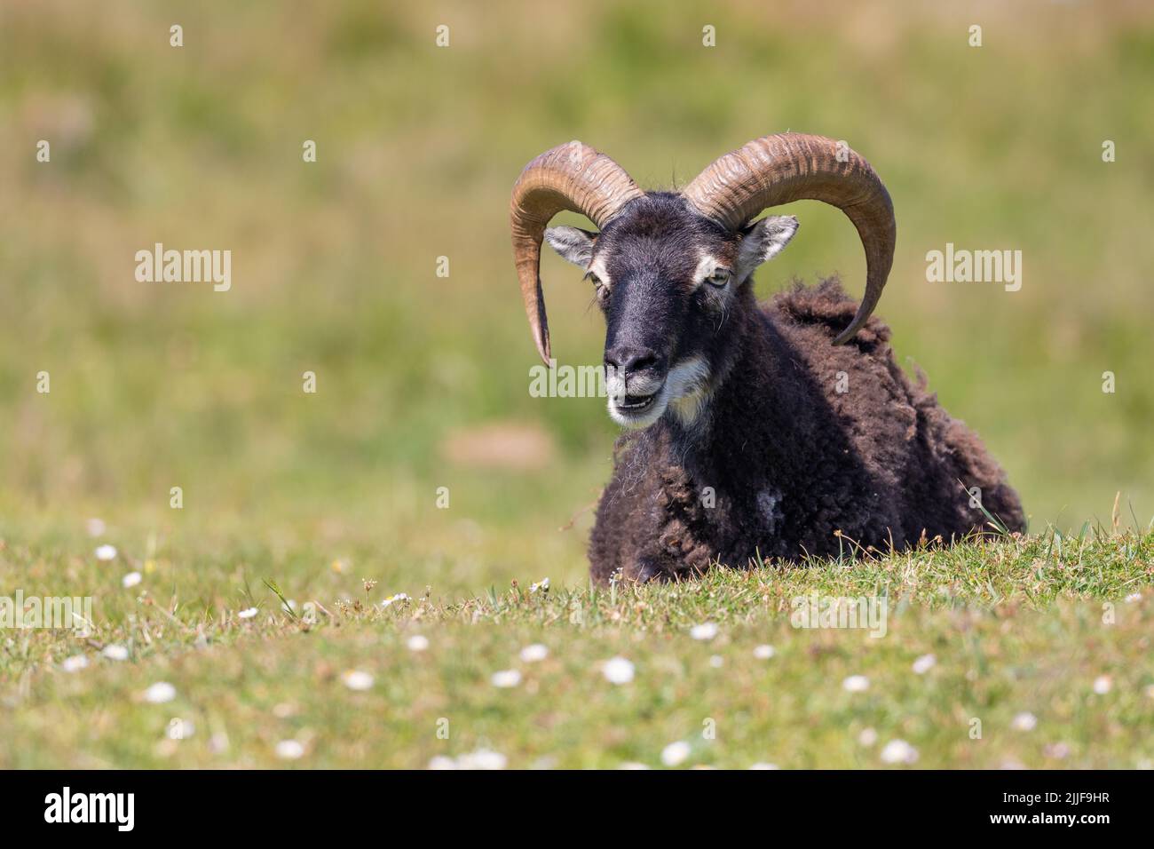 Single soay sheep on the island of Lundy, Bristol Channel Stock Photo ...