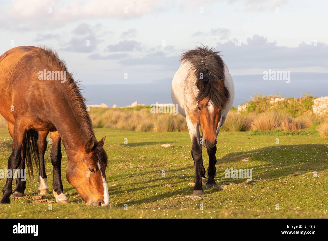 Wild ponies on Lundy Island Stock Photo - Alamy