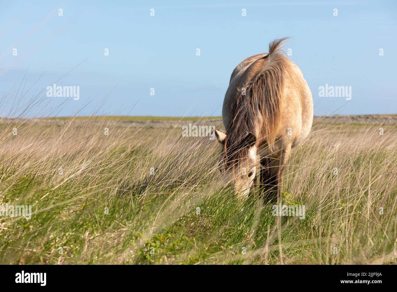 Wild pony on Lundy Island Stock Photo - Alamy