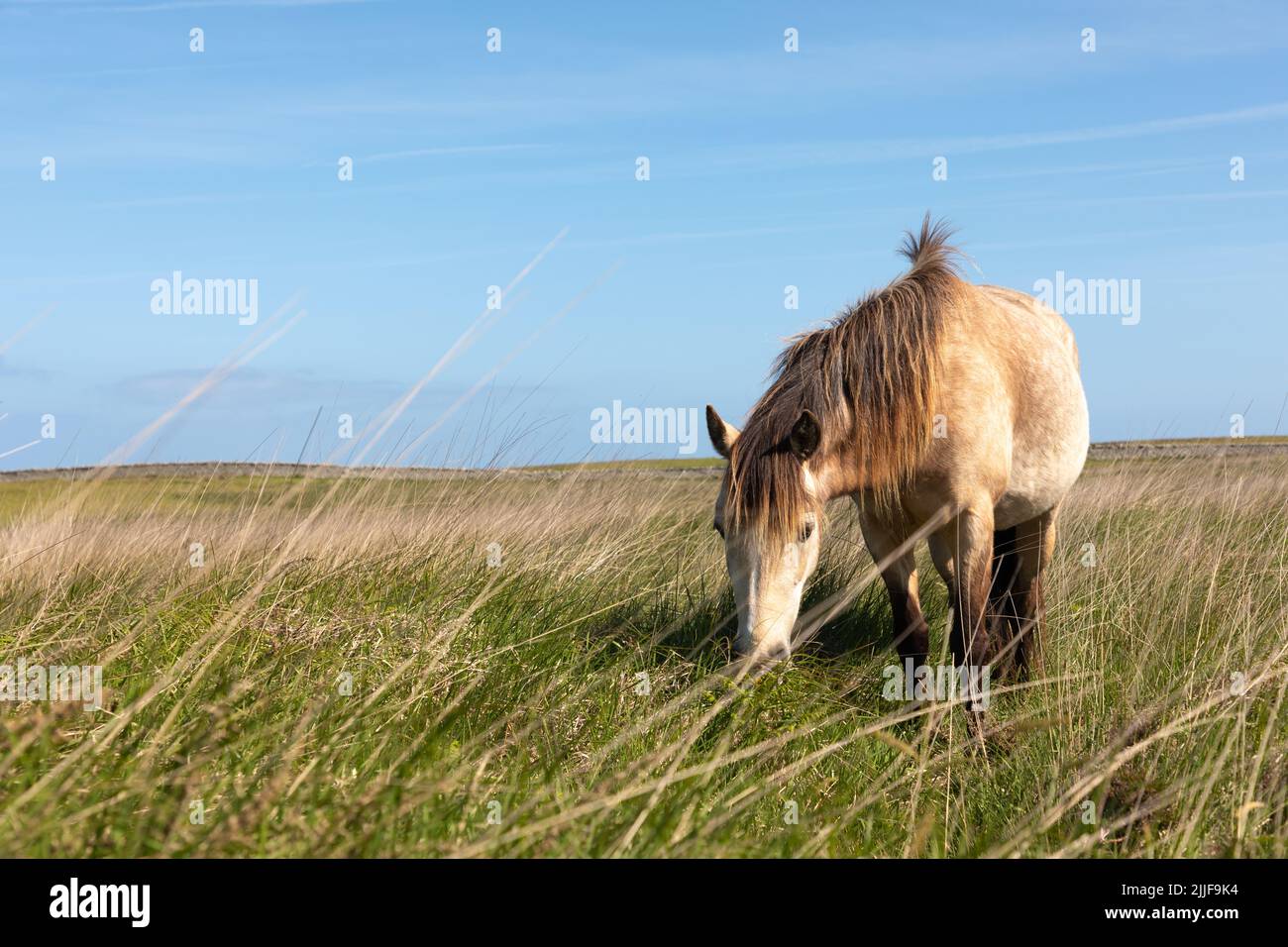 Wild pony on Lundy Island Stock Photo - Alamy