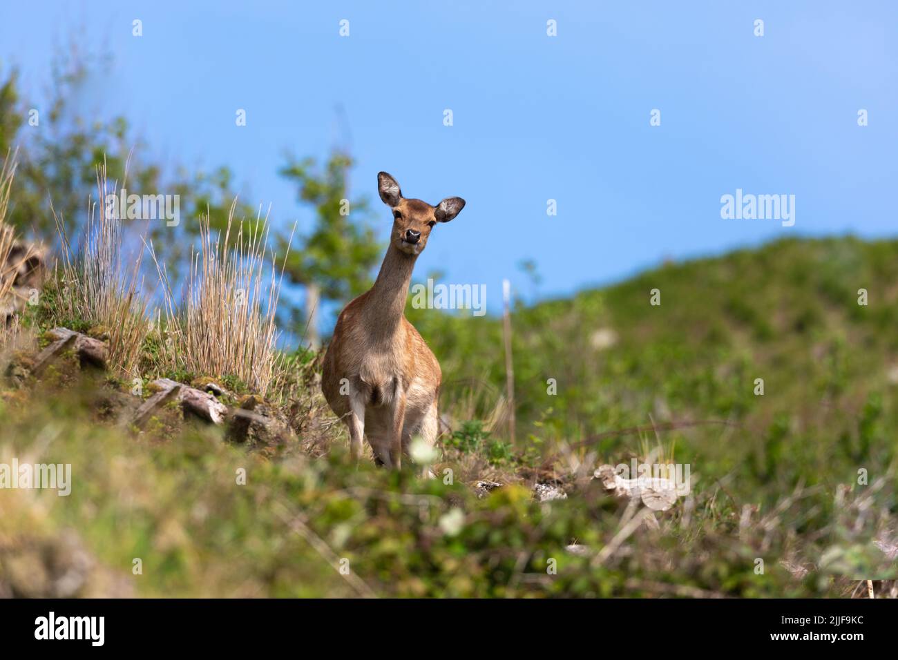 Curious sika deer on Lundy Island, Devon, UK Stock Photo - Alamy