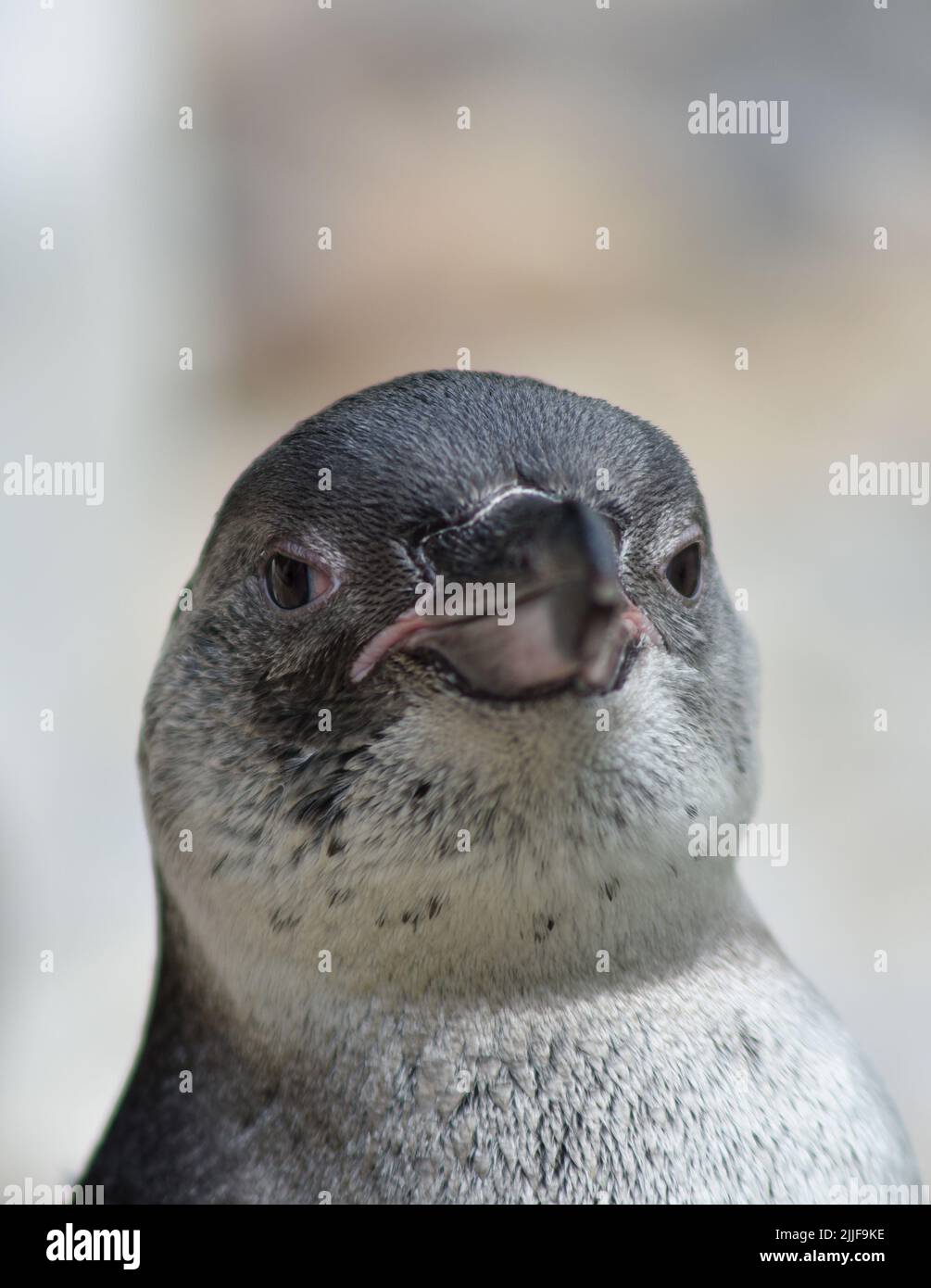 Penguin looking camera hi-res stock photography and images - Alamy