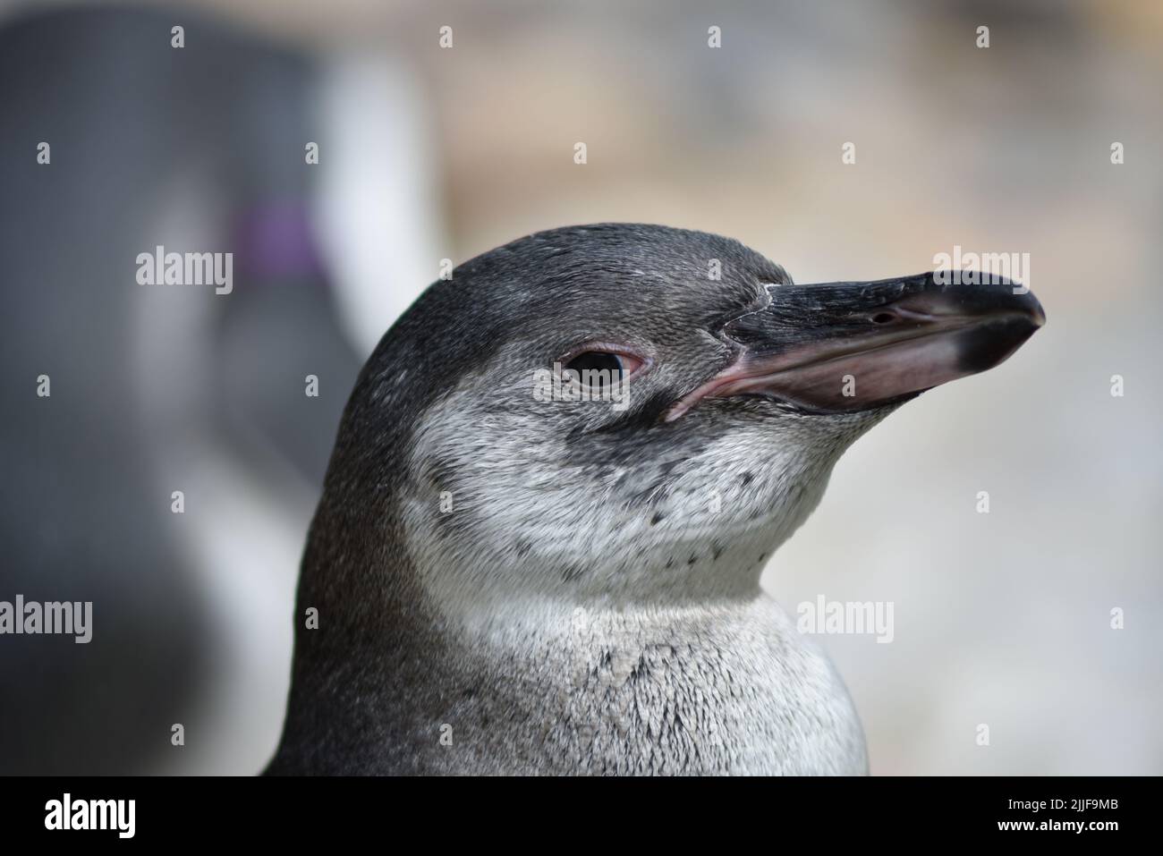 Closeup penguin beak hi-res stock photography and images - Alamy