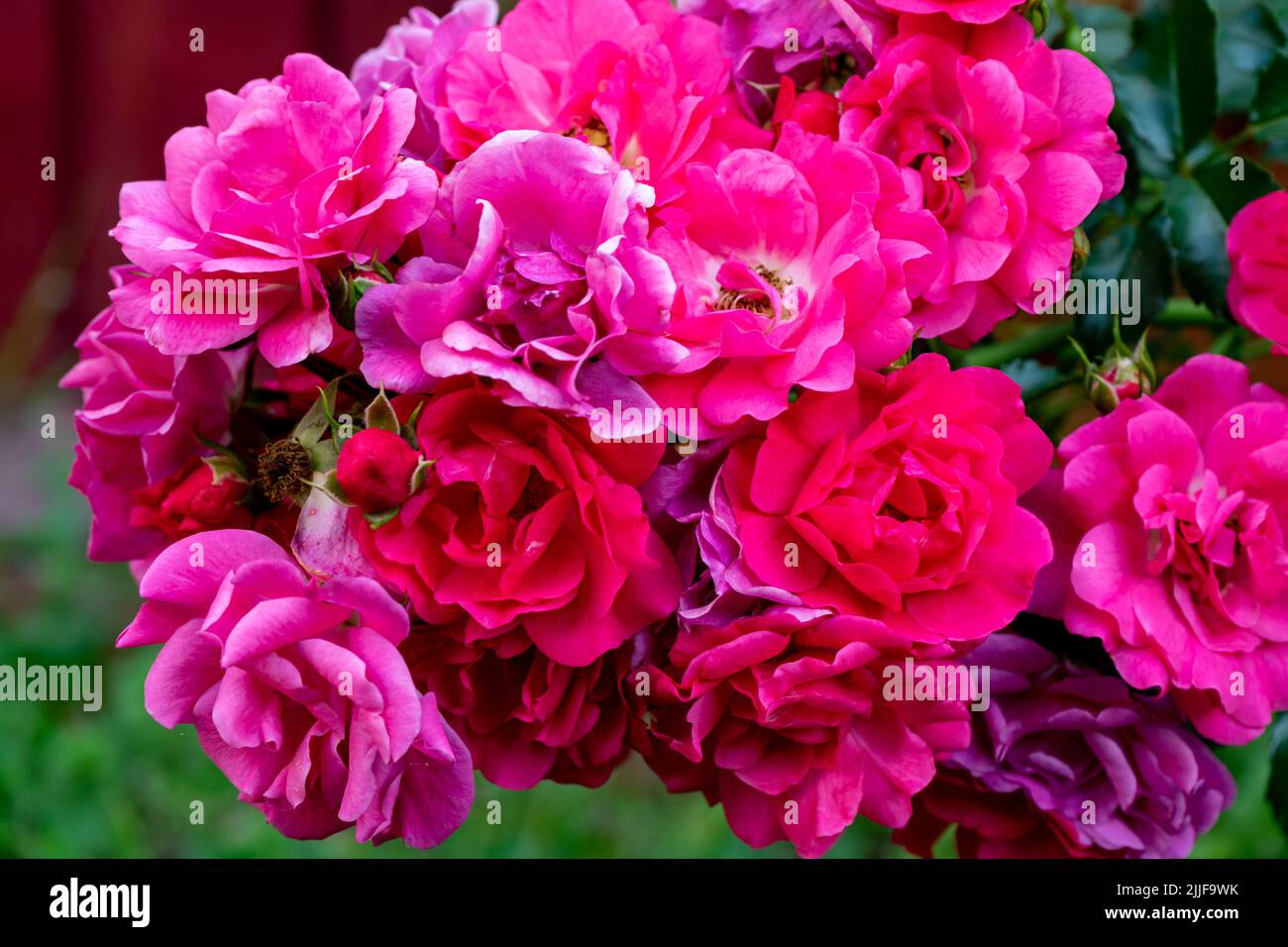 Roses floribunda bright pink red flowers in garden lawn. A bed of ...