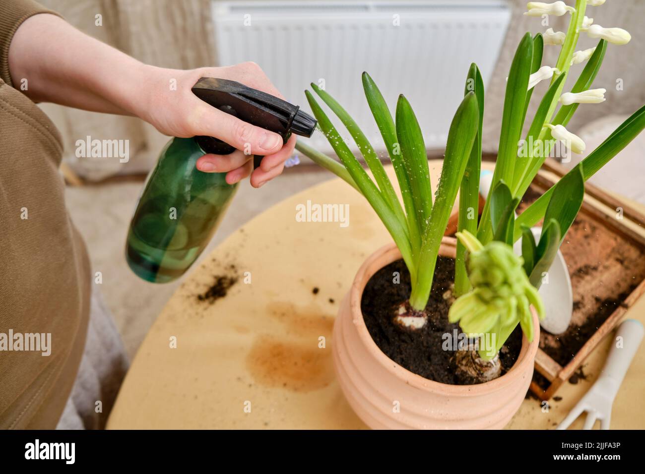 Woman working in home garden, plant care hobby. Transplanting flowers ...