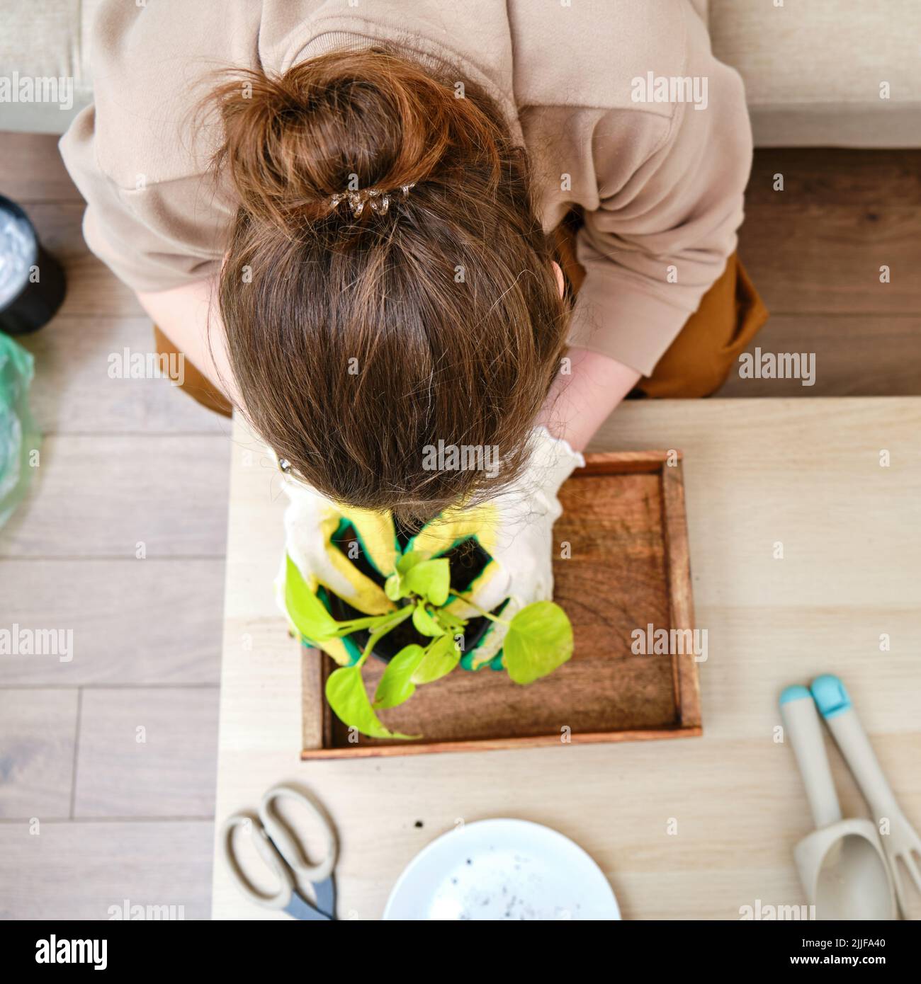 Woman working in home garden, scindapsus neon plant . Transplanting ...