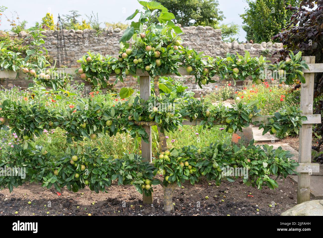 Fan trained espalier hi-res stock photography and images - Alamy