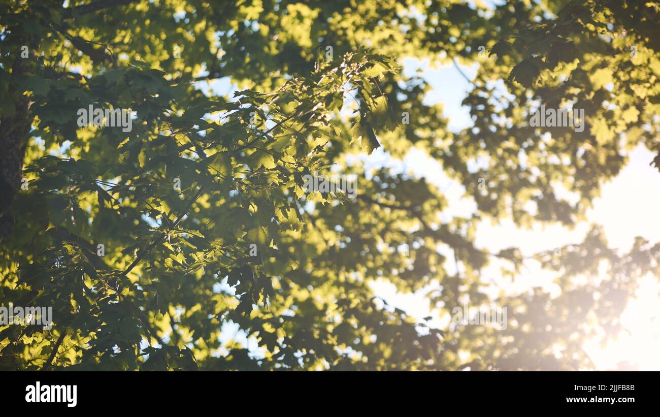 The branches of a maple tree on a warm summer day in the sunlight Stock ...