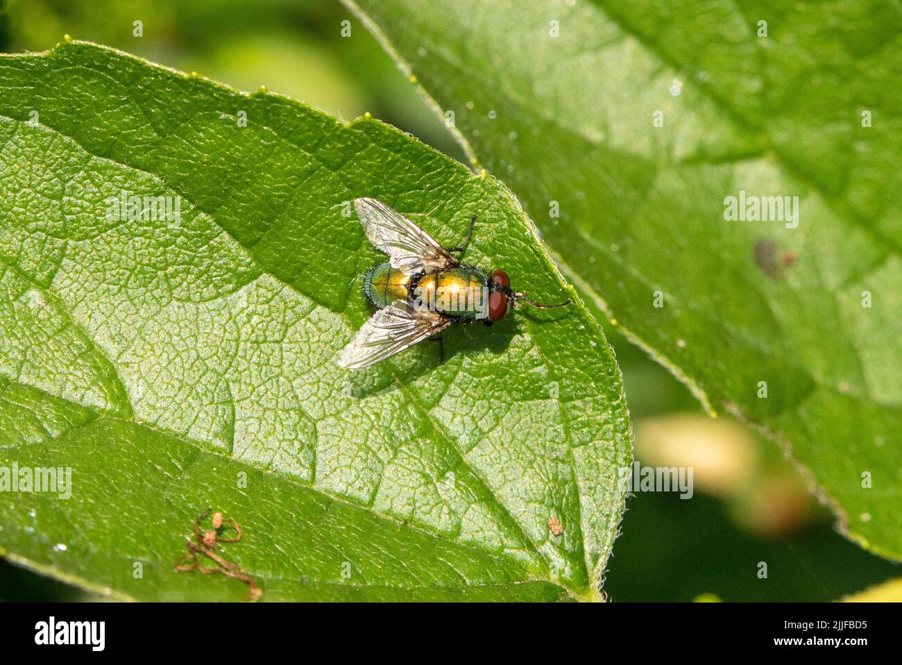 Yellow Fly With Red Eyes