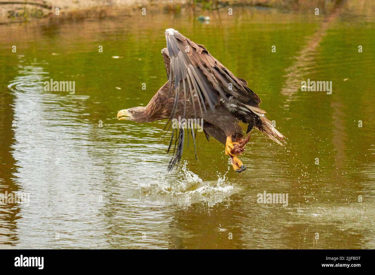A hunting European eagle makes the landing above water, trees in the ...